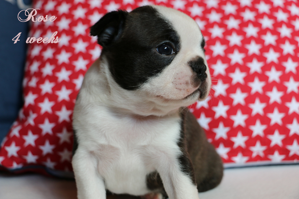 BOSTONTERRIER VALPAR 4 VECKOR GAMLA – BRINGEMO BOSTONTERRIERS