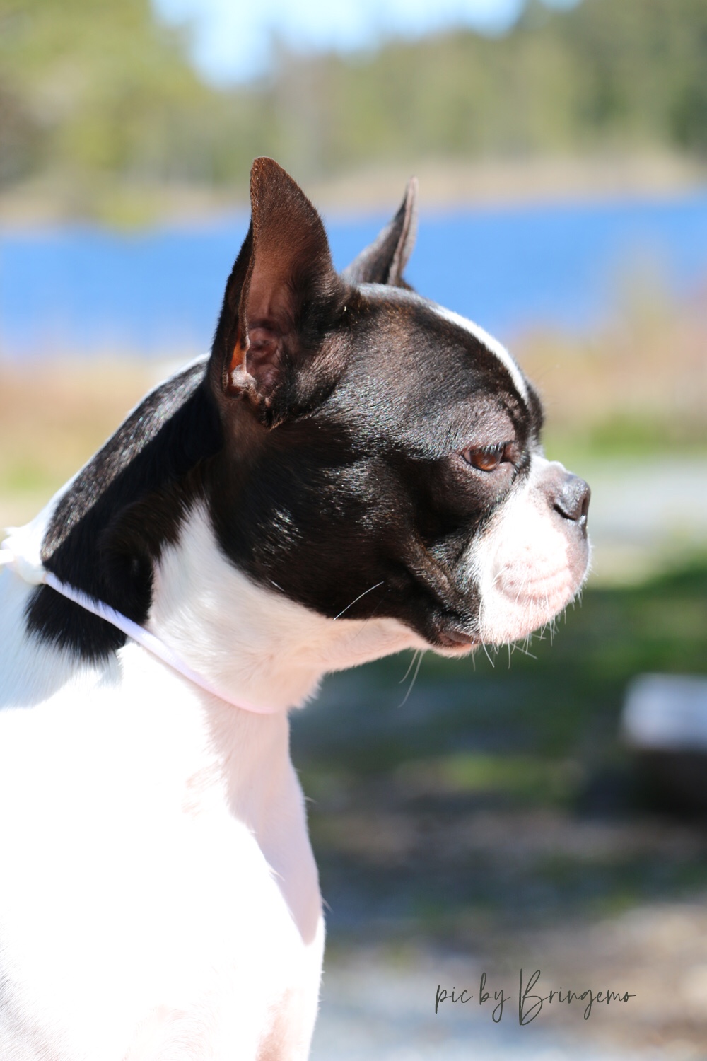 Sol, vänner & hundar – BRINGEMO BOSTONTERRIERS