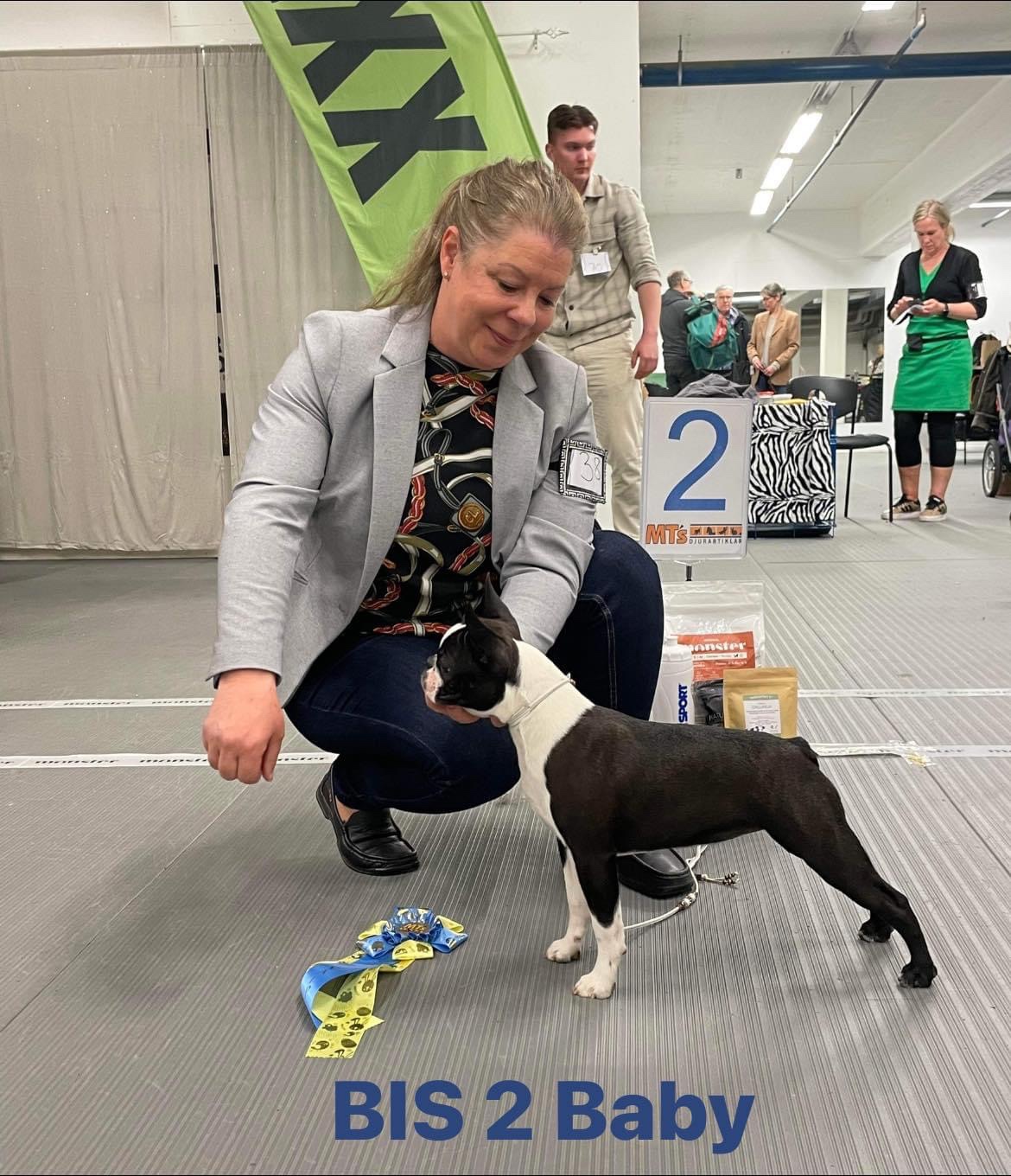 Debut! – BRINGEMO BOSTONTERRIERS