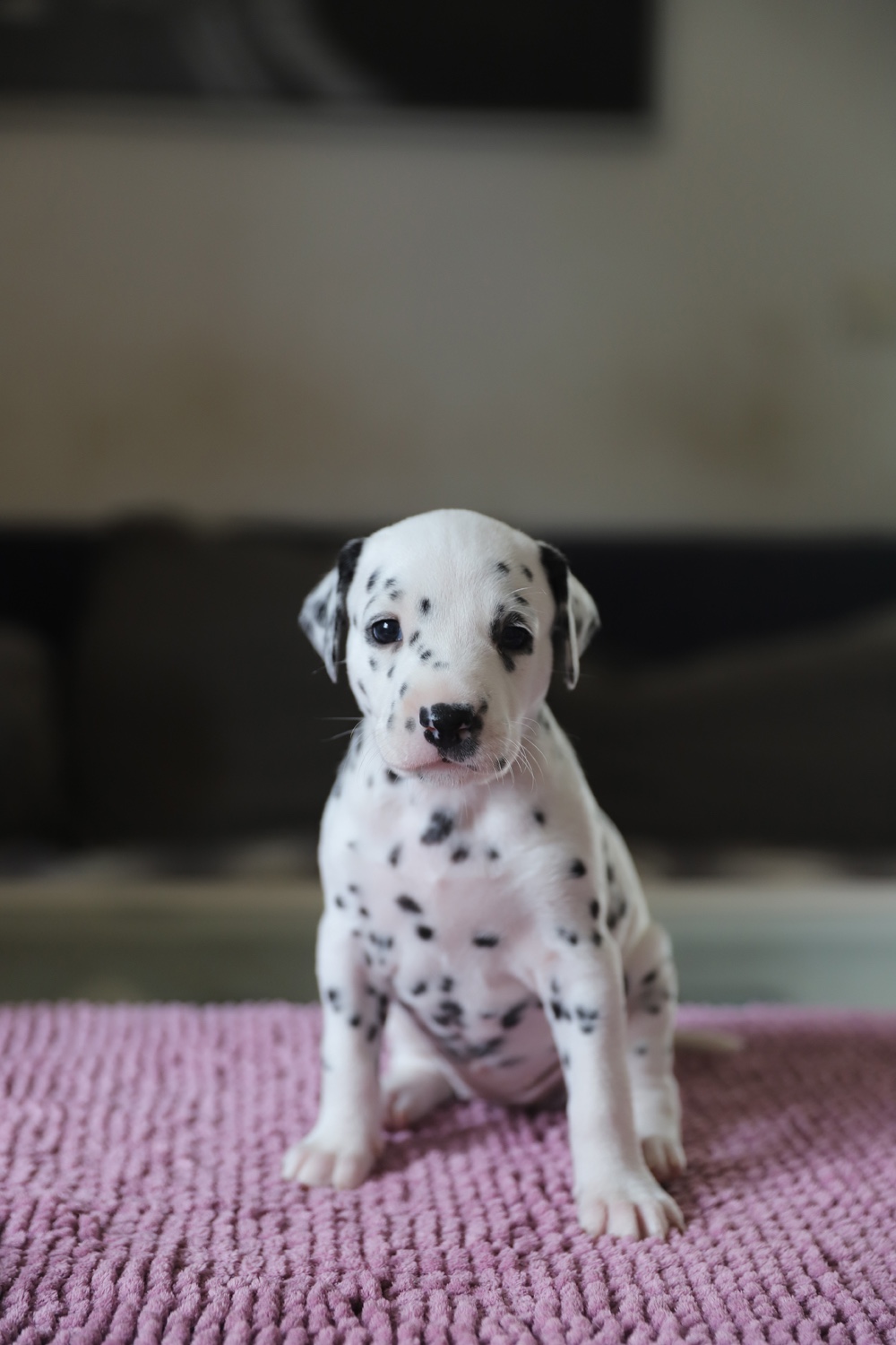 Hälsat på kompisen – BRINGEMO BOSTONTERRIERS